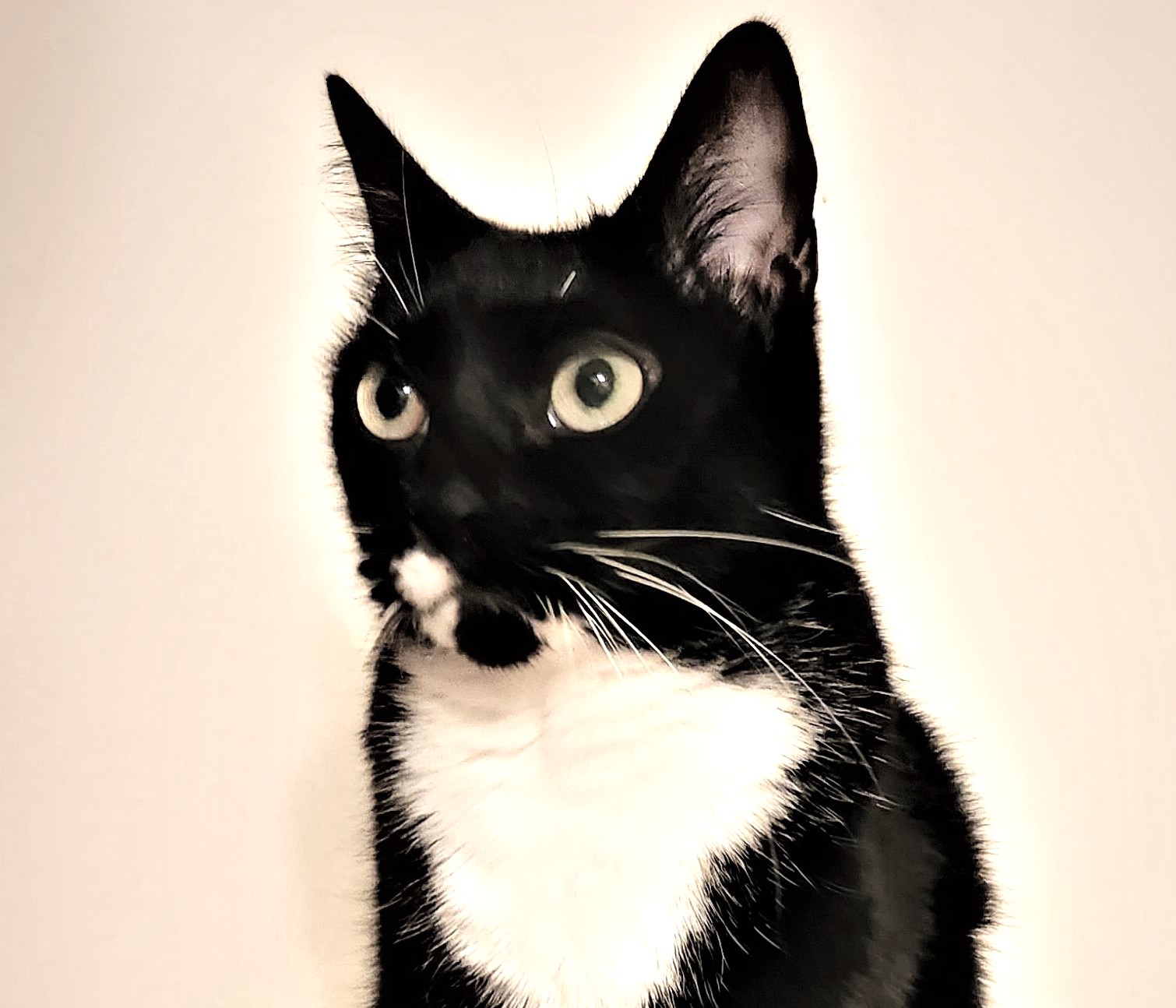 Cat Rescue and Adoption NetworkCassidy Pic1crop - Cat Rescue and ...
