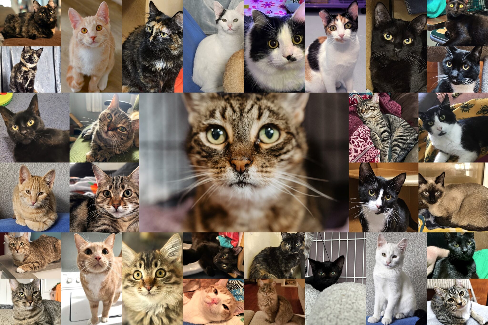 Cat Rescue and Adoption NetworkJanuary 2024 Adoptions - Cat Rescue and ...