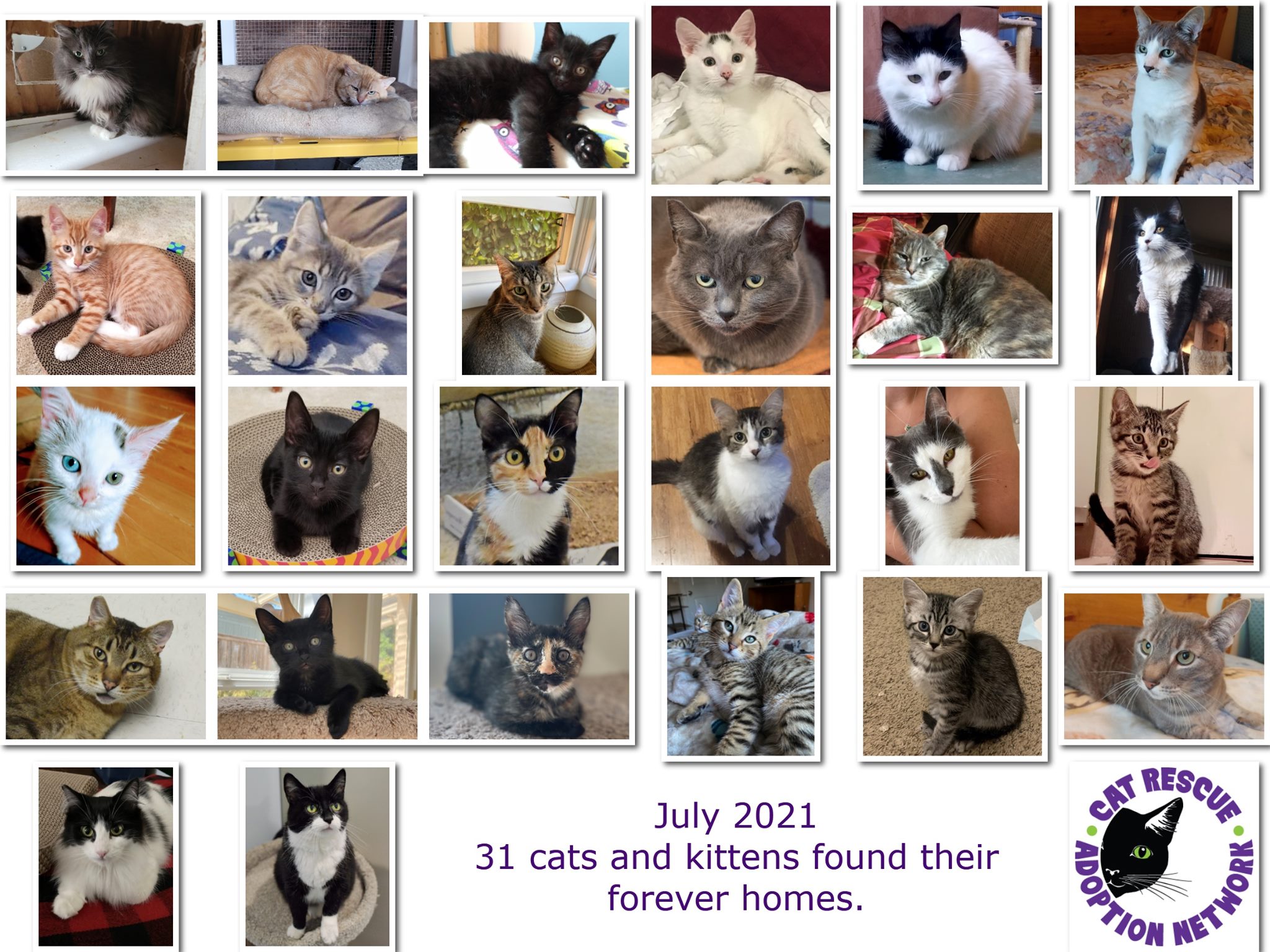 Cat Rescue and Adoption NetworkJuly 2021 Adoptions - Cat Rescue and ...