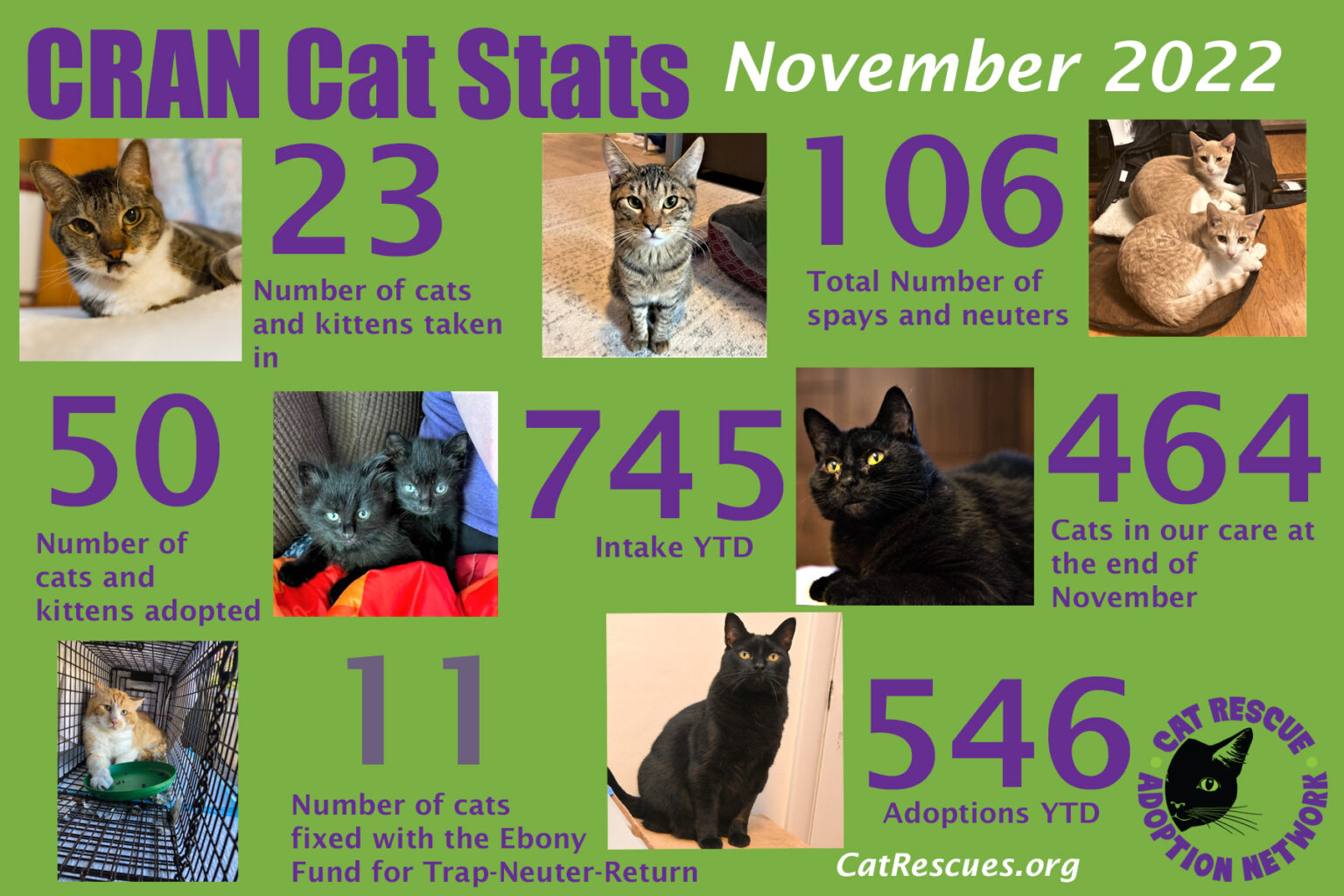Cat Rescue And Adoption NetworkNovember22 Cat Rescue And Adoption Network Cat Rescue And Adoption NetworkNovember22 Cat Rescue And Adoption Network