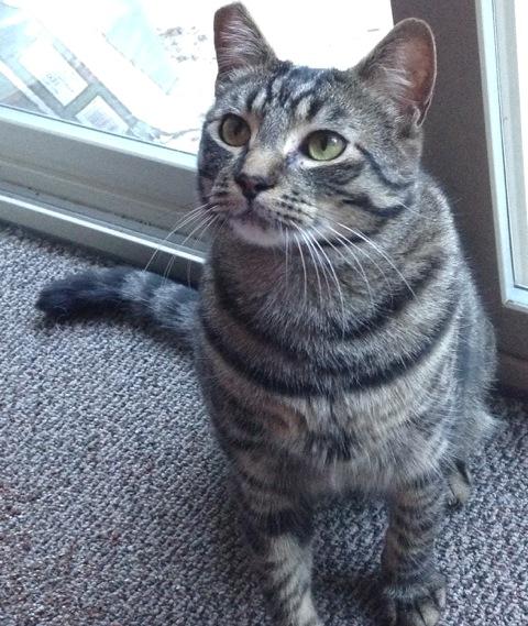 Cat Rescue and Adoption Networkhurricane - Cat Rescue and Adoption Network